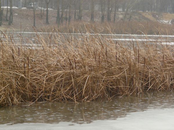 tall grass texture 0002 - Texturelib